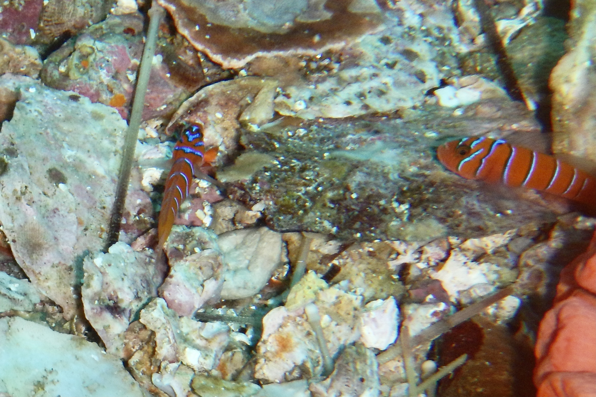 Lythrypnus cobalus Bussing, 1990