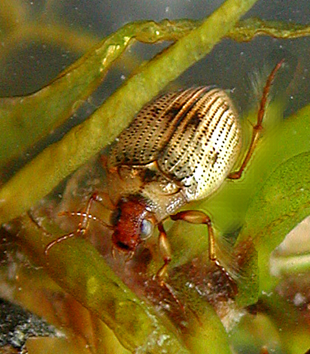 Haliplus (Coleoptera of Ohio) · iNaturalist