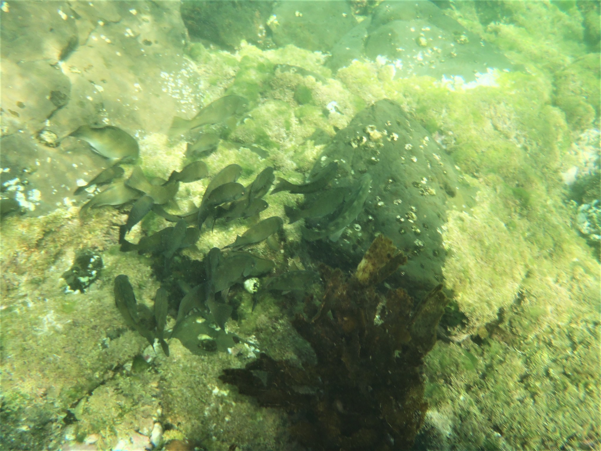 Girella elevata Macleay, 1881