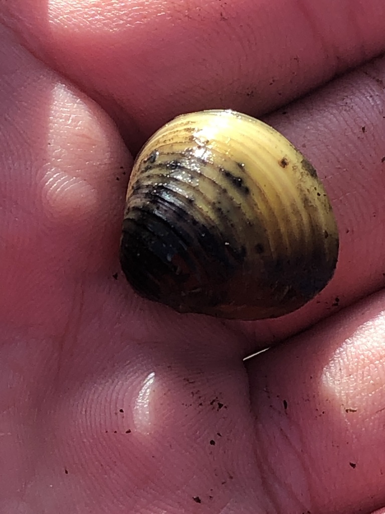 Asian Clam from Vasona Reservoir, Los Gatos, CA, US on January 25, 2021 ...