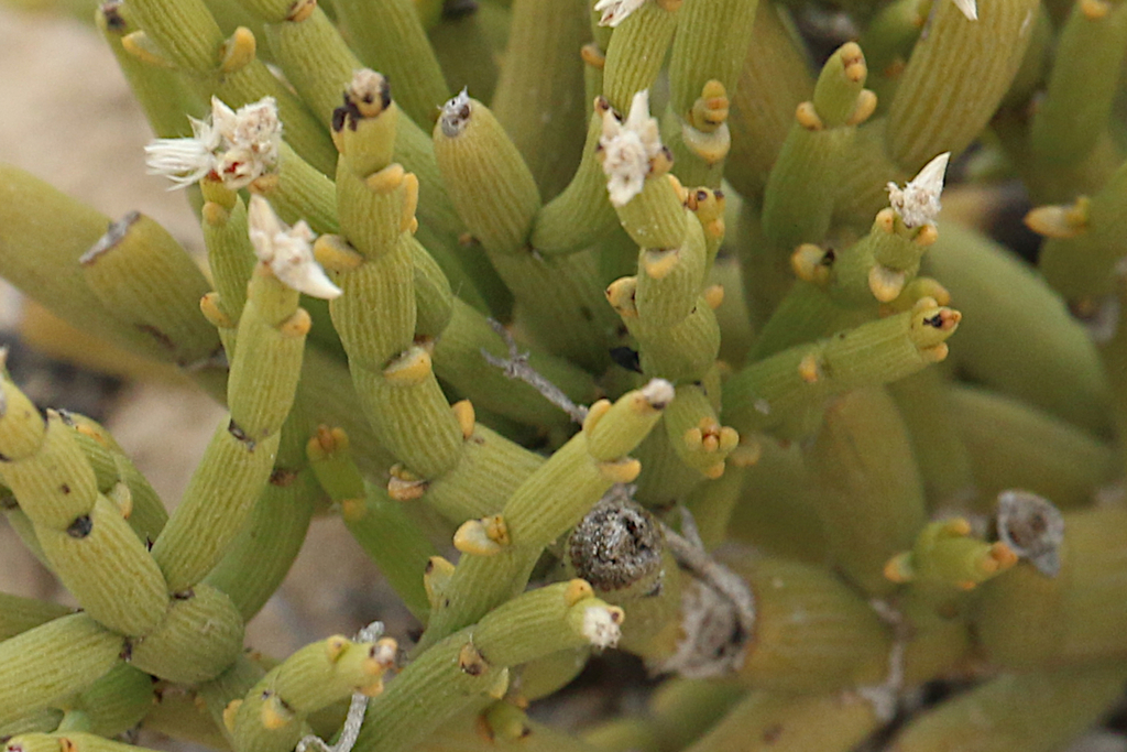 Pencil bush from Saltworks, Swakopmund, Erongo Region, Namibia on July ...