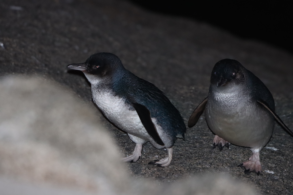 Australian Little Penguin from New South Wales, Australia on January 19 ...