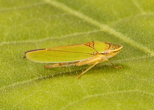 Mareja anceps · iNaturalist