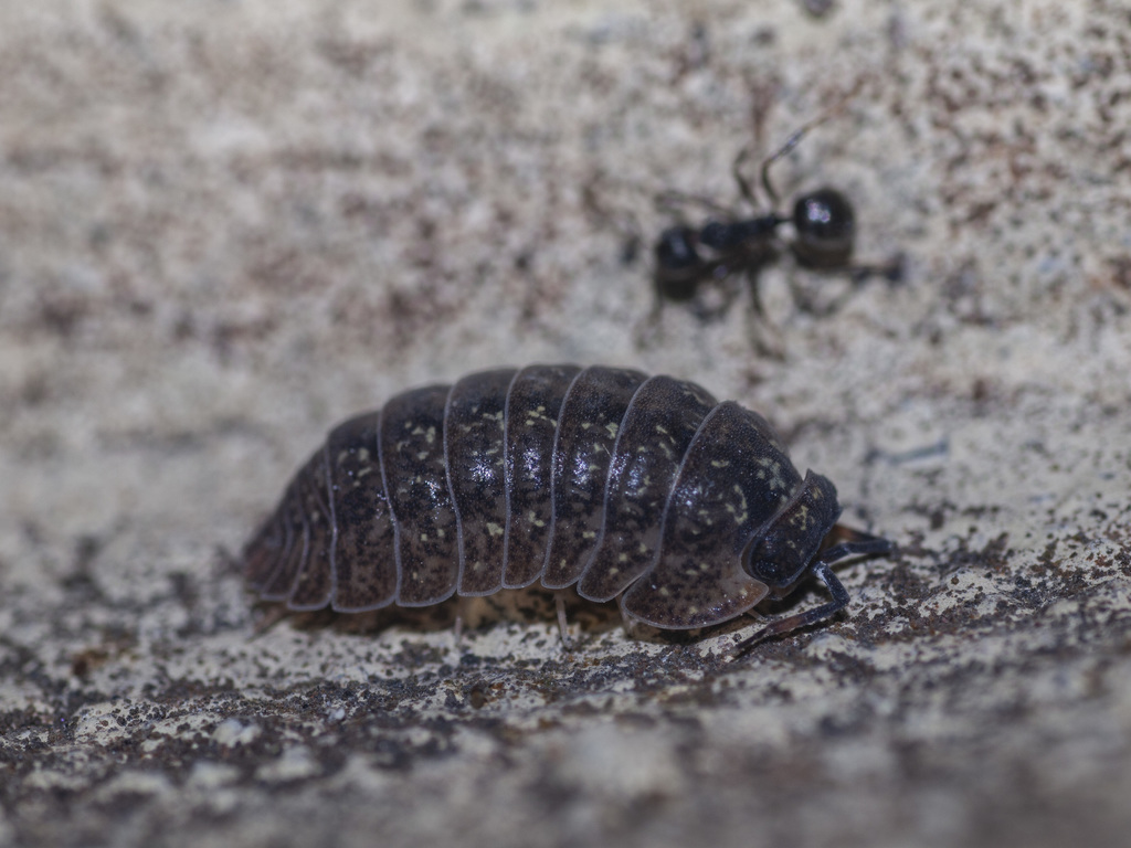 Maculated Dryad Pill Woodlouse from Trân Châu, Cát Hải, Hải Phòng, Việt ...