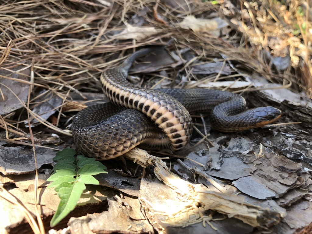 Glossy Swampsnake from Liberty County, FL, USA on March 28, 2019 at 10: ...