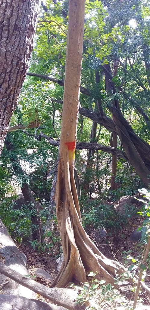 palo morado from Las Brisas, 39867 Acapulco de Juárez, Gro., México on ...