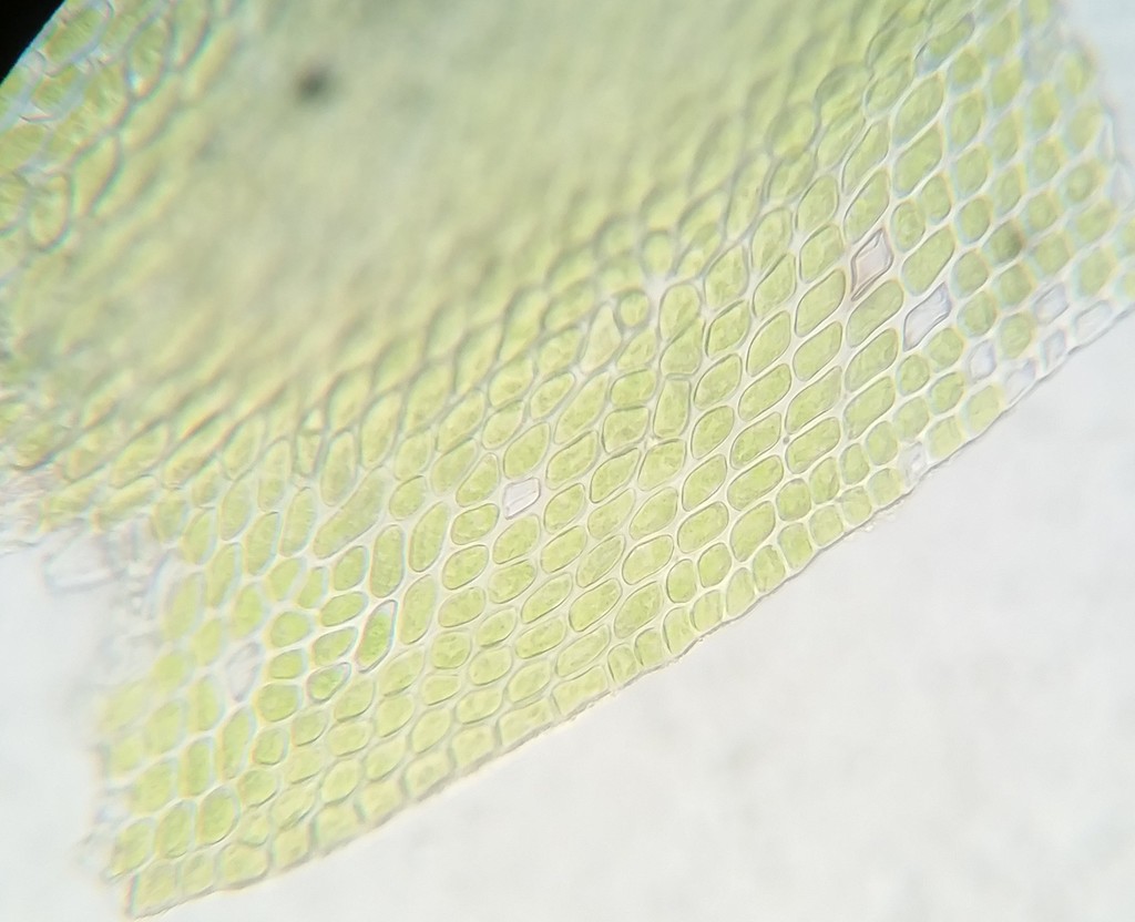 fan moss (Forsstroemia trichomitria) - Botanical Realm