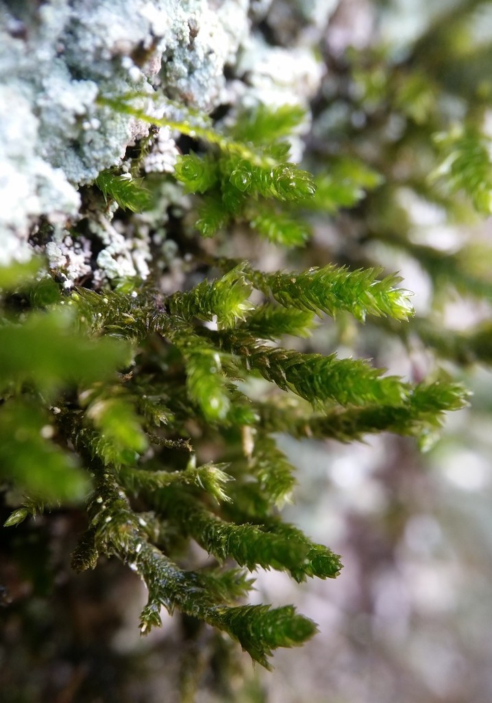 fan moss (Forsstroemia trichomitria) - Botanical Realm