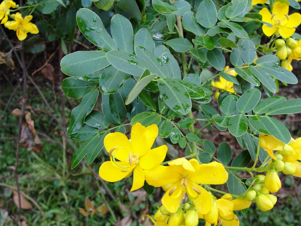 Easter Cassia from Hat Head National Park area, New South Wales ...