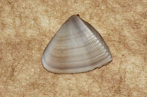 Donax brazieri · NaturaLista Mexico