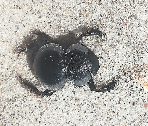 Pachysoma gariepinum · iNaturalist