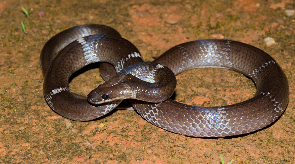 Indian Wolf Snake (Lycodon aulicus) - Snakes and Lizards