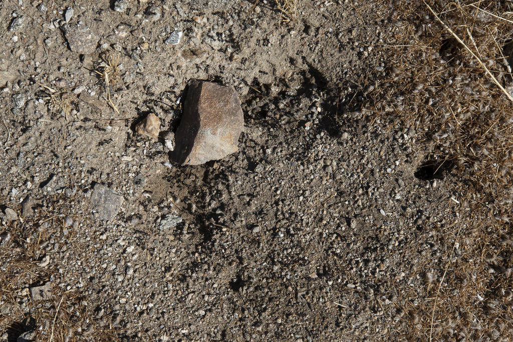 Black Harvester Ant from Santa Rosa Wildlife Area, Riverside ...