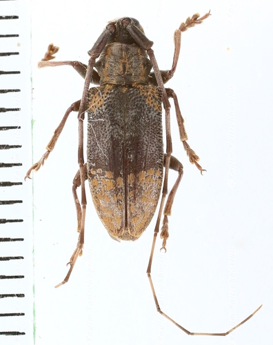 Myagrus javanicus · iNaturalist