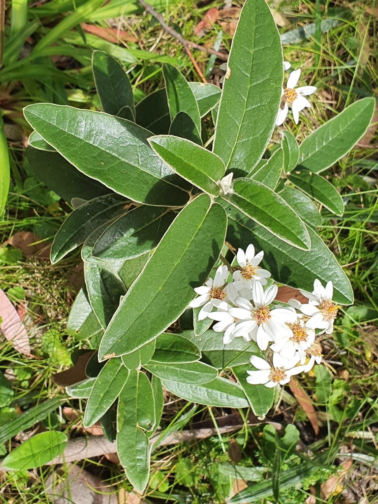 Large-Leaved Daisy-bush (Olearia megalophylla) - Botanical Realm