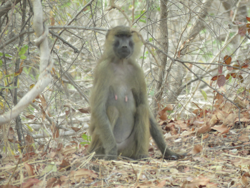 Guinea Baboon (Papio papio) - Know Your Mammals