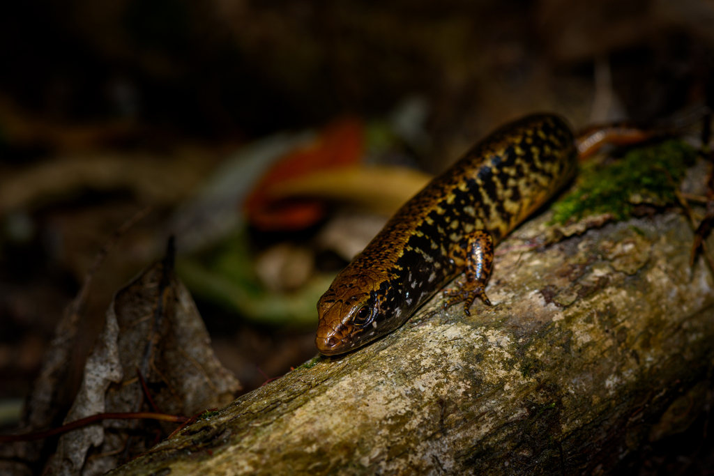 Whitaker's Skink (Lizards of Aotearoa ) · iNaturalist