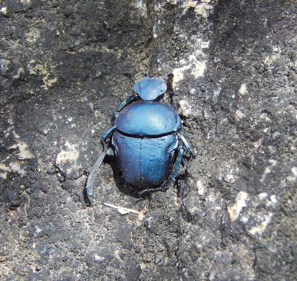Gymnopleurus humeralis from Pomongwe Cave on January 23, 2021 at 09:06 ...