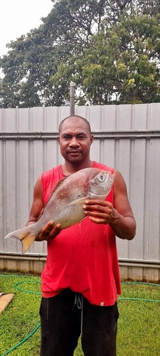 Saddleback Snapper (Paracaesio kusakarii) · iNaturalist