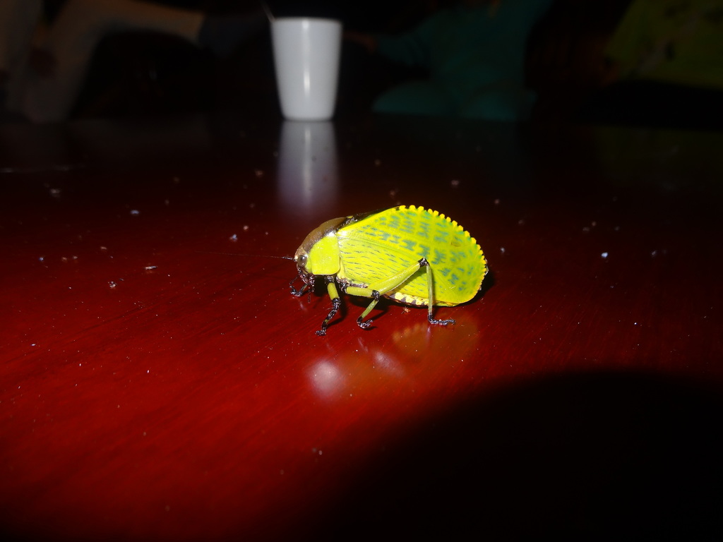 Dysmorpha obesa from Unnamed Road, Kinabatangan, Sabah, Malaysia on ...