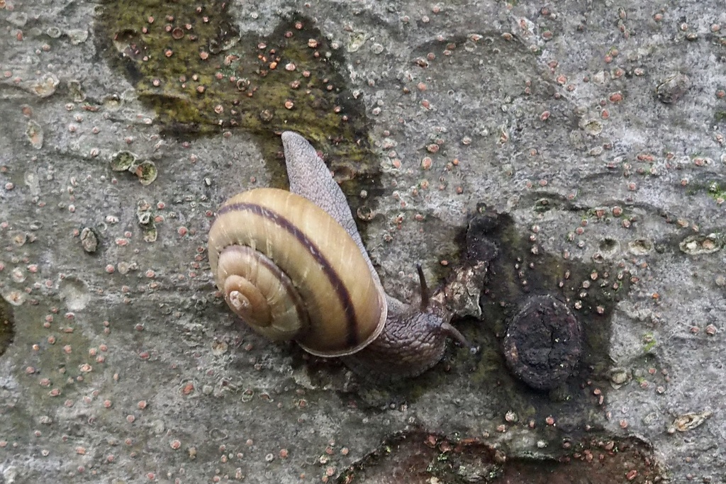 Euhadra eoa gulicki from 万博記念公園, 吹田市, 大阪府, JP on July 25, 2020 at 11:26 AM by りなべる · iNaturalist