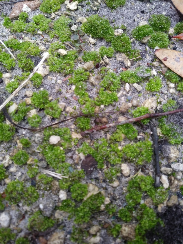 plants in January 2021 by Stefan. Lot of small and green patches ...