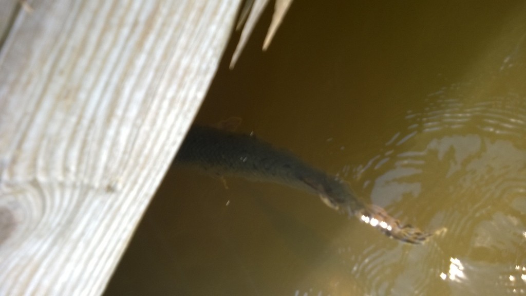 Longnose Gar from Meggett, SC 29449, USA on September 12, 2017 at 03:59 ...