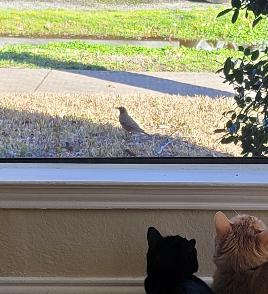 American Robin from Rowlett, TX 75088, USA on January 25, 2021 at 03:52 ...