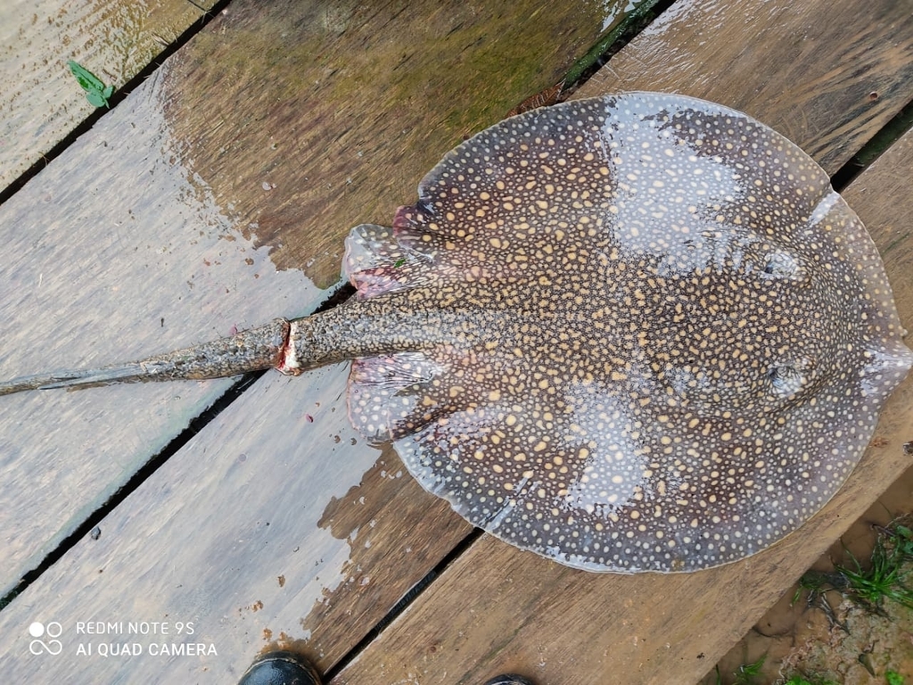 Long-tailed River Stingray (Plesiotrygon iwamae) - Marine Life ...