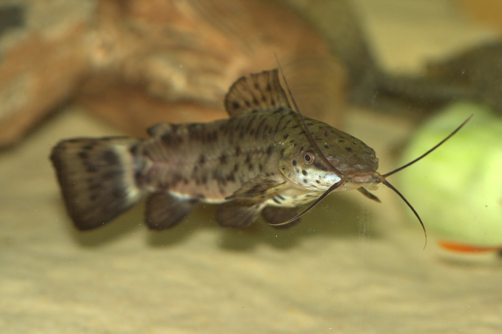 Porthole Catfish (Dianema longibarbis) - Marine Life Identification