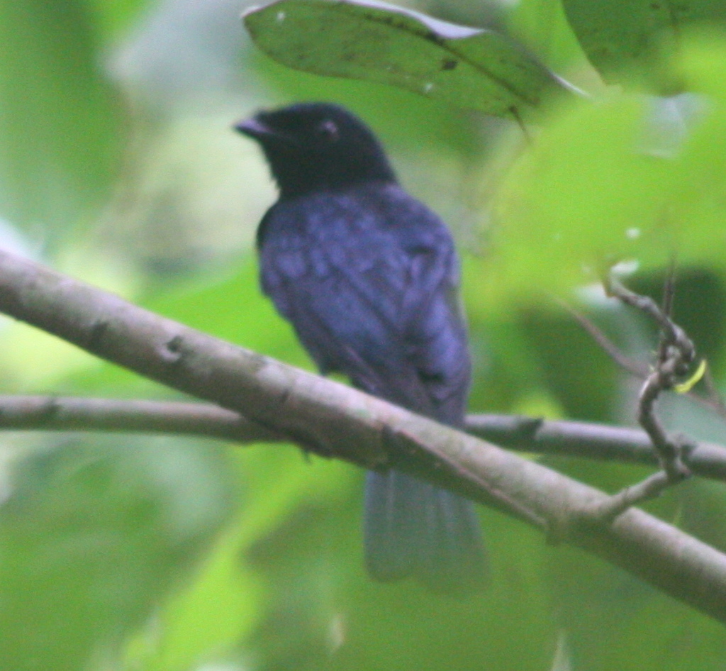Shining Drongo from Tai National Park on April 30, 2012 at 04:02 PM by ...