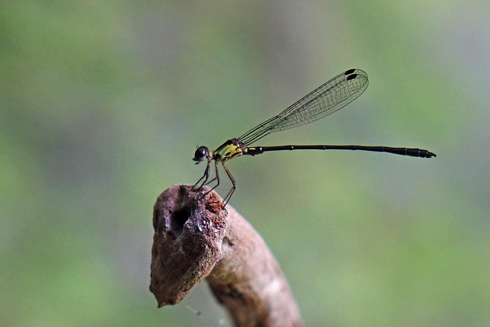 Lestoidea Tillyard, 1913