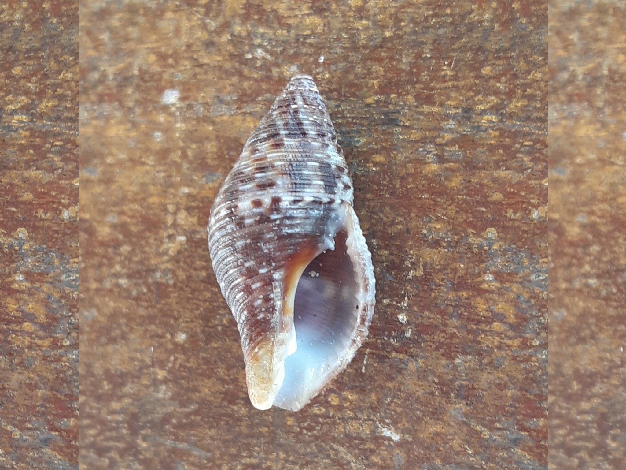 Pisania pusio (Linnaeus, 1758)
