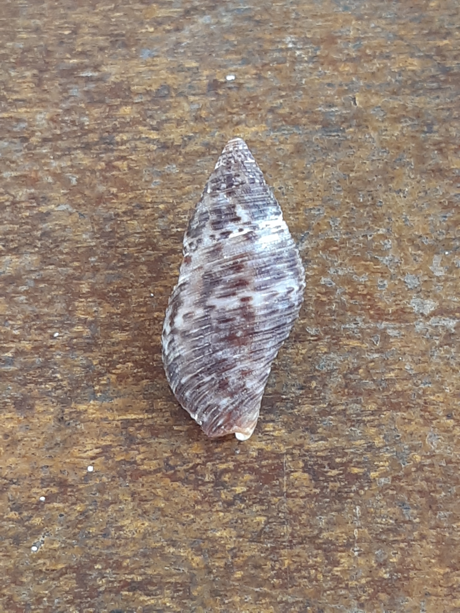 Pisania pusio (Linnaeus, 1758)