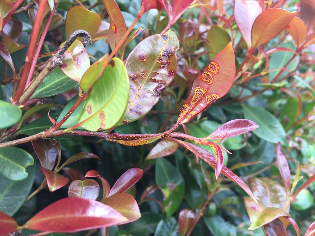 Myrtle Rust from Warkworth, New Zealand on January 27, 2021 at 07:41 AM ...