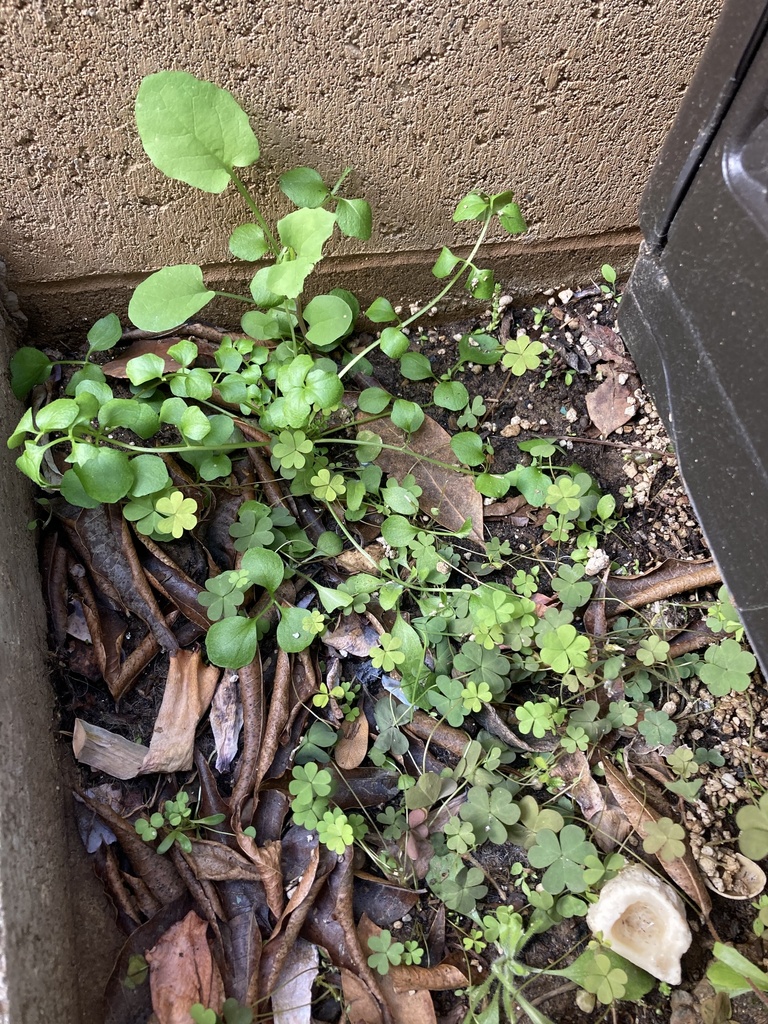 vascular plants from Finchwood Ave, Clovis, CA, US on January 26, 2021 ...