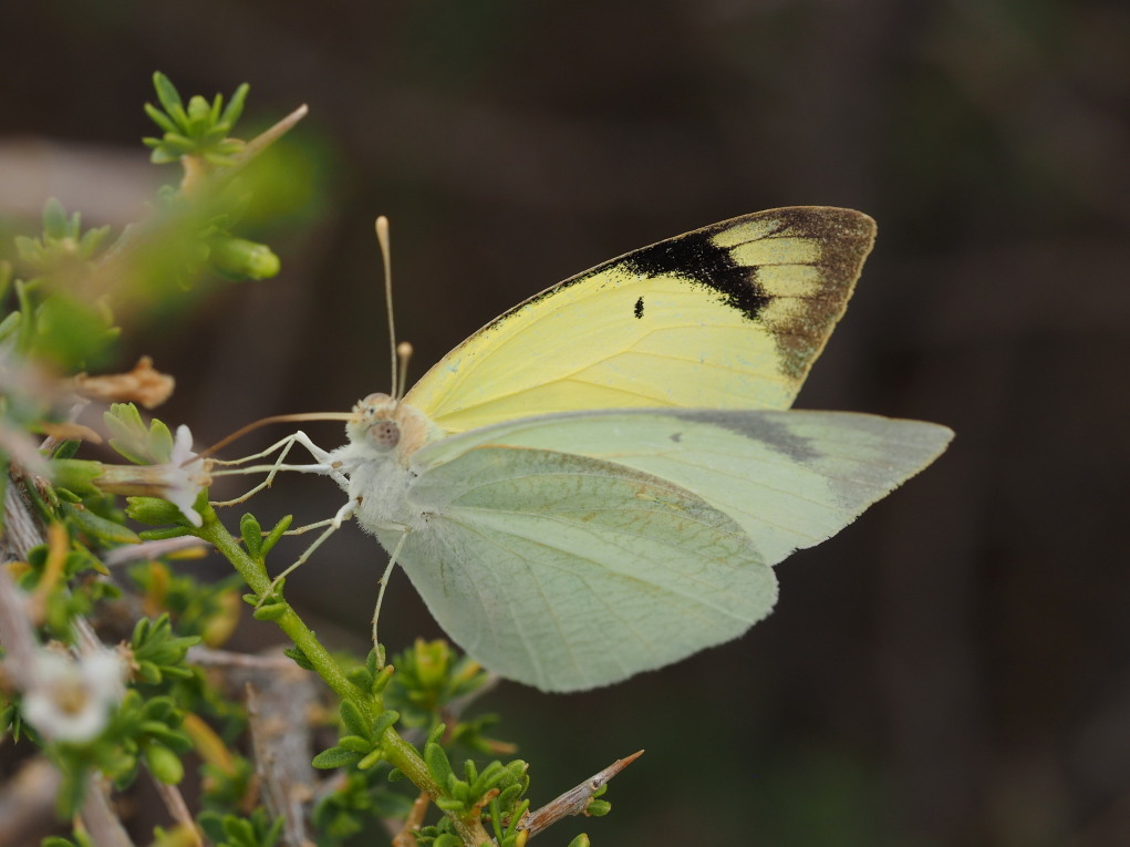 Teracolus subfasciatus Swainson, 1833