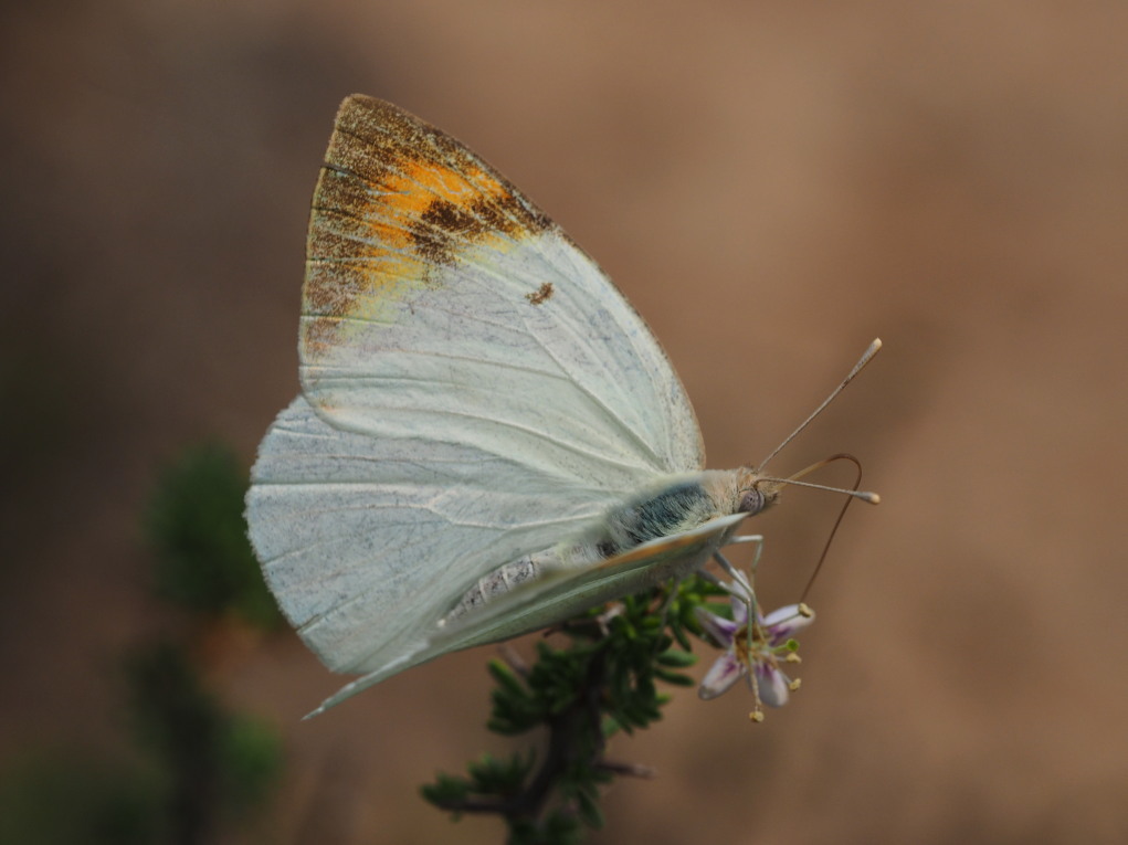 Teracolus subfasciatus Swainson, 1833