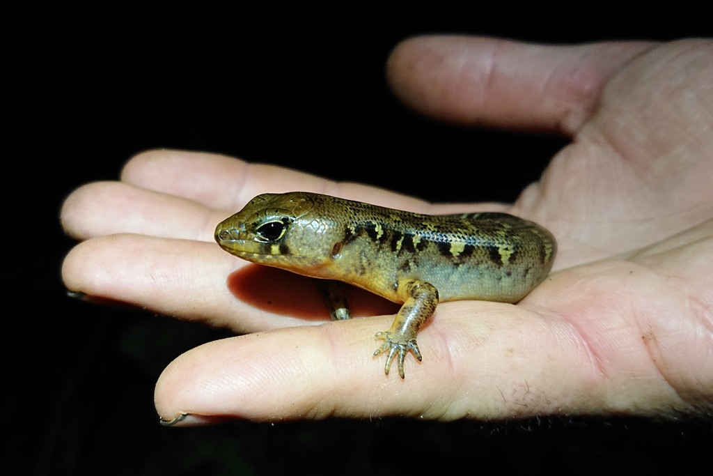 Robust Skink (Lizards of Aotearoa ) · iNaturalist