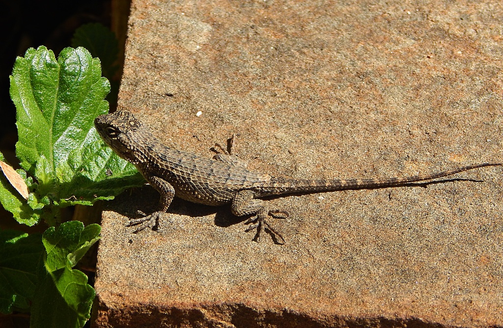 Prairie Lizard from Tarrant County, US-TX, US on October 11, 2017 at 01 ...