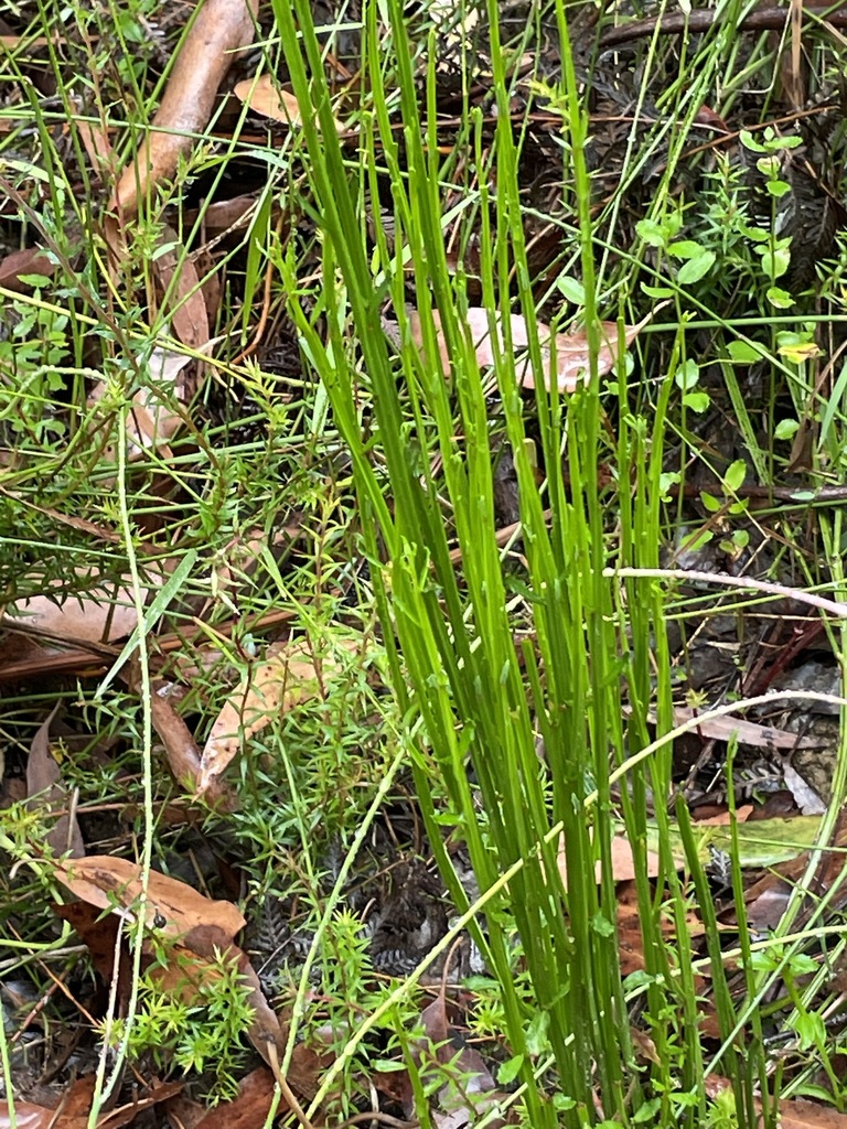 Broom Spurge from Mirboo North VIC 3871, Australia on January 26, 2021 ...