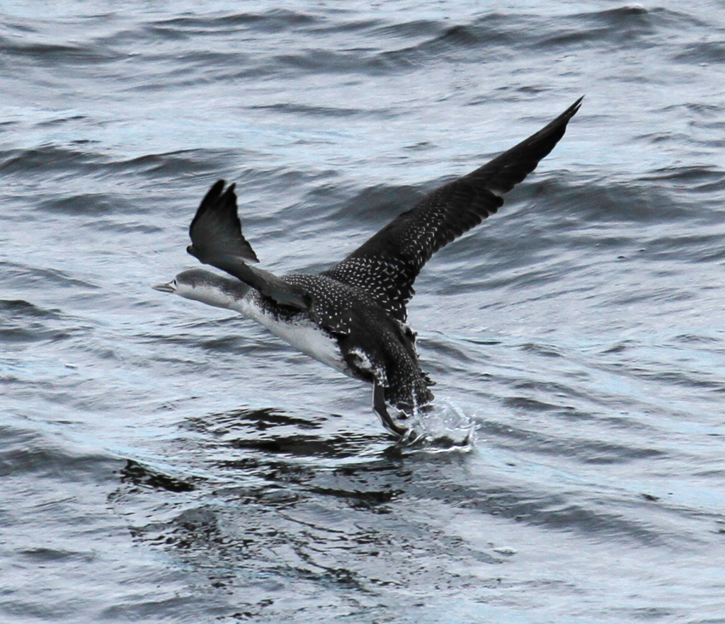 Red-throated Loon from Carteret County, NC, USA on January 22, 2021 at ...