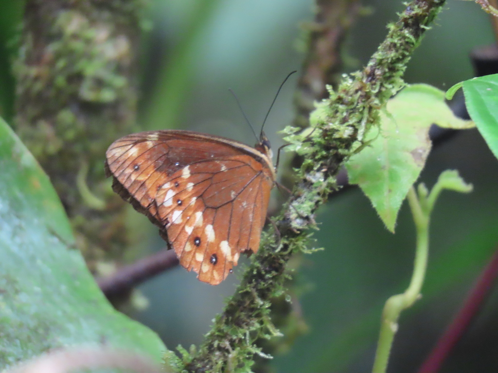 Oxeoschistus pronax from Finca El Encanto on January 18, 2021 at 05:11 ...