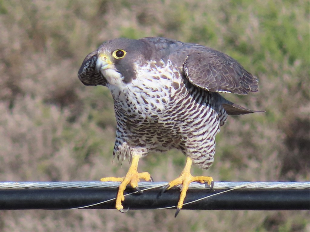 Peale's Peregrine Falcon in January 2021 by w_fran · iNaturalist