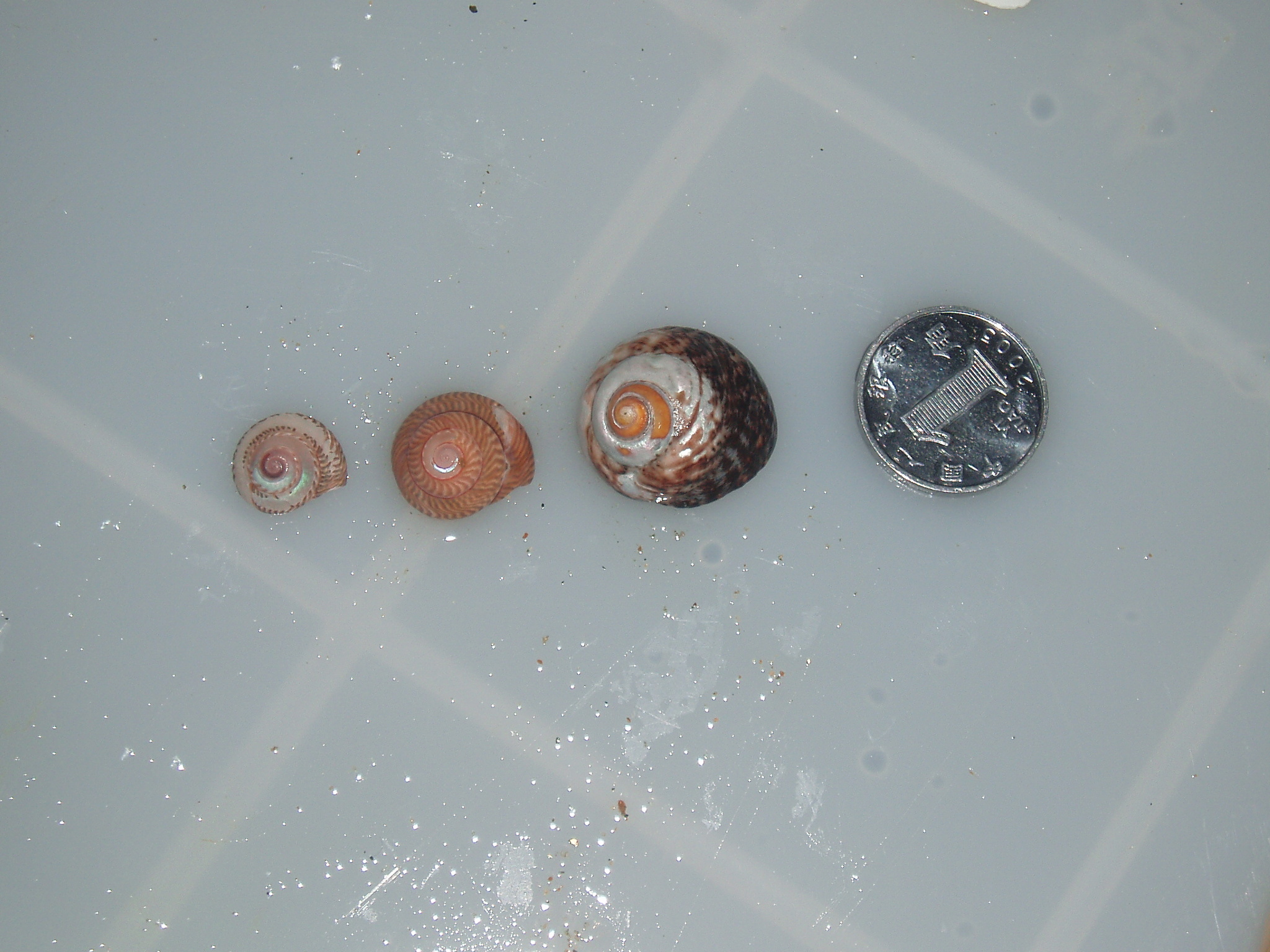 Umbonium thomasi (Crosse, 1863)