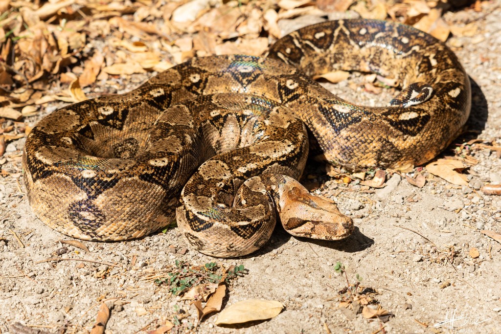 Mexican West Coast Boa Constrictor from Coquimatlán, Col., México on ...