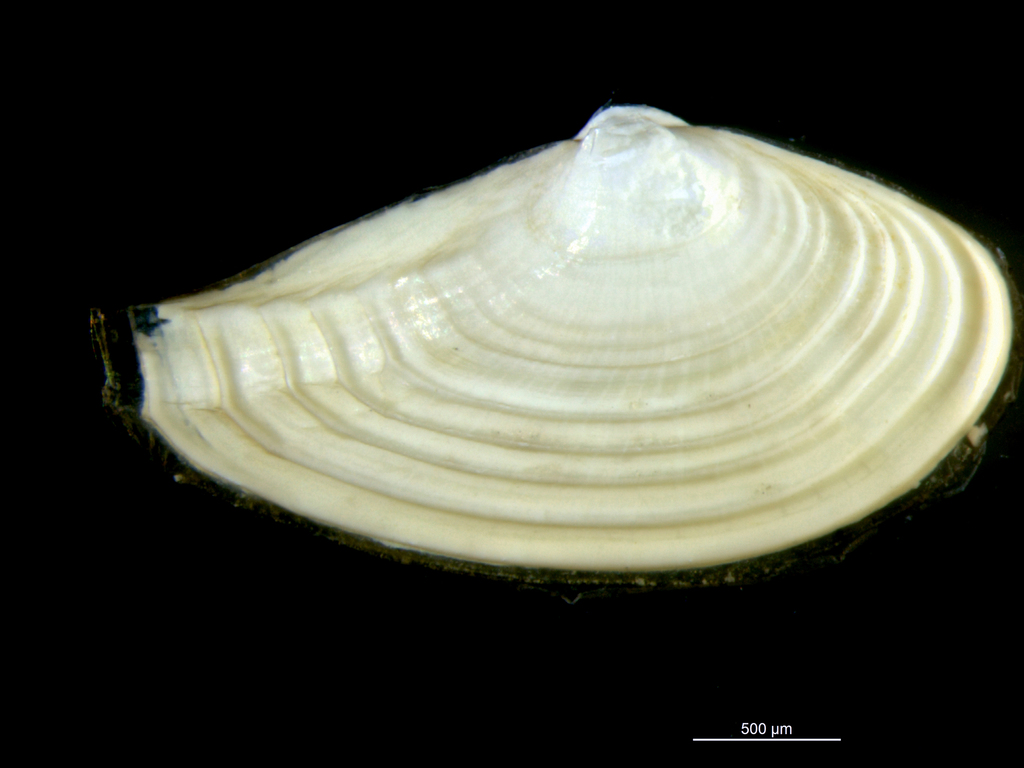 Minute Nut-clam (Scour project - identified species from samples ...