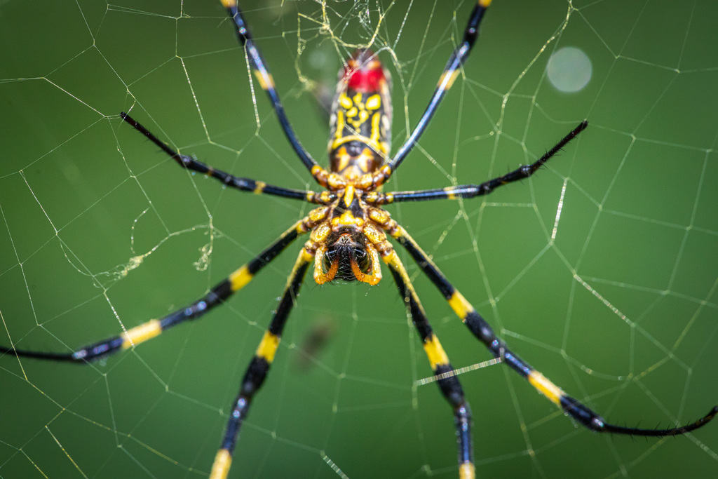 Joro Spider from Shimamitoko, Itoshima, Fukuoka 819-1322, Japan on ...