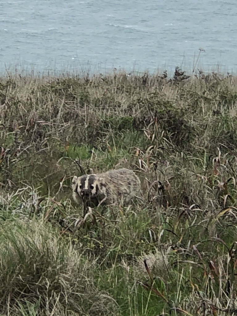 American Badger from Point Reyes National Seashore, Marin County, US-CA ...