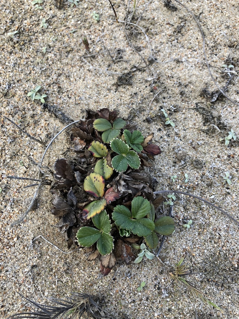 beach strawberry from Arroyo Grande, CA, US on January 26, 2021 at 03: ...